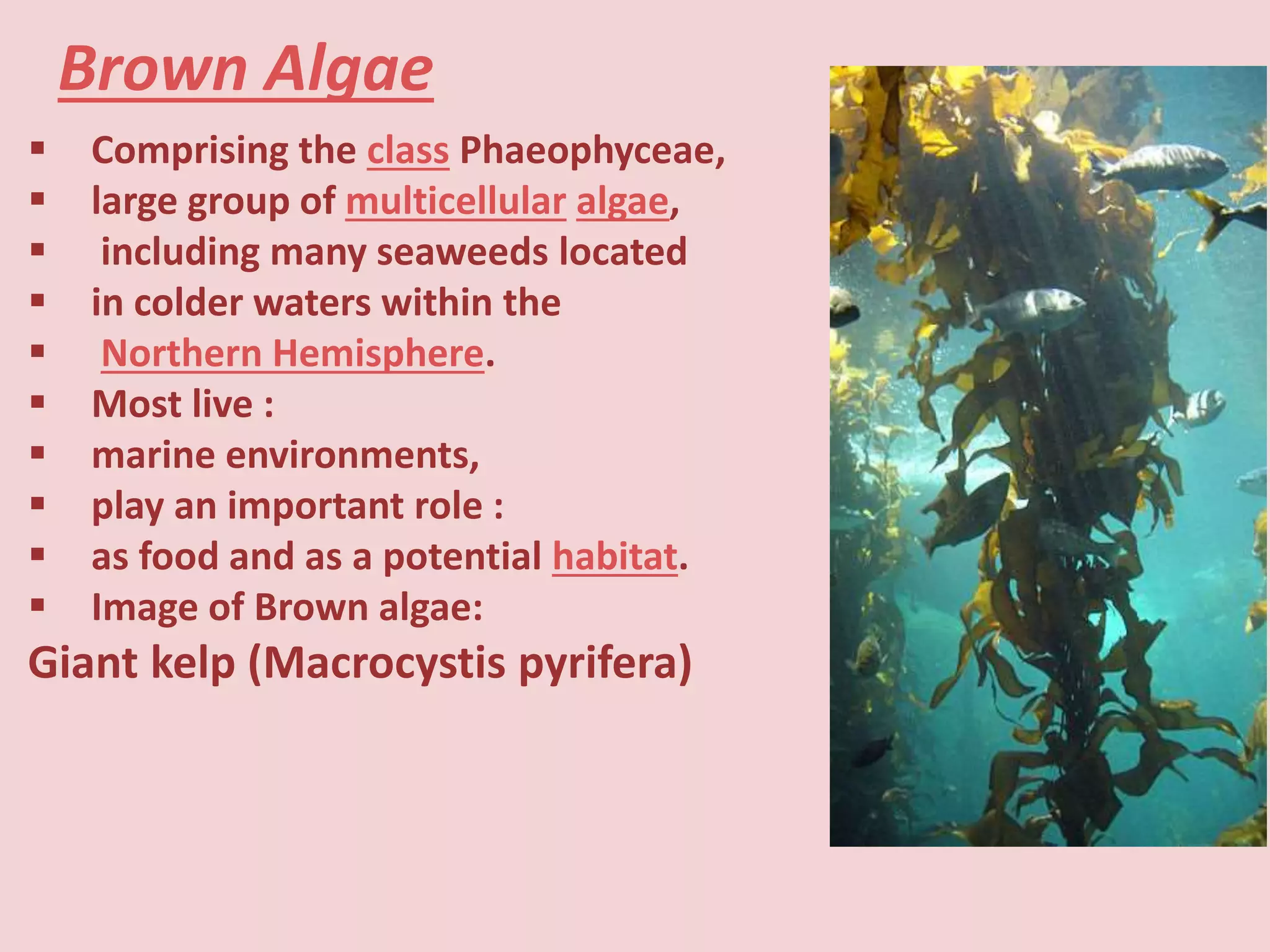 Algae : PHOTOSYNTHETIC EUKARYOTES | PPTX
