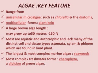 Algae : PHOTOSYNTHETIC EUKARYOTES | PPTX