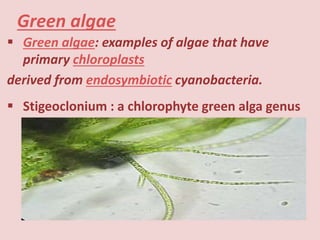 Algae : PHOTOSYNTHETIC EUKARYOTES | PPTX