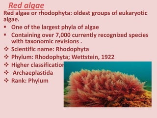 Algae : PHOTOSYNTHETIC EUKARYOTES | PPTX