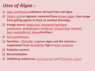 Algae : PHOTOSYNTHETIC EUKARYOTES | PPTX