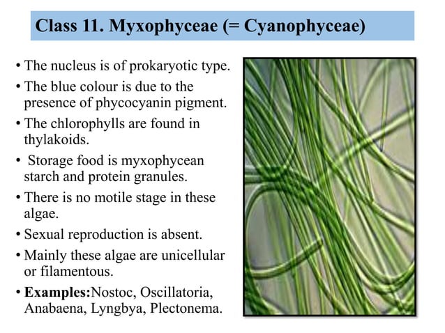Algae | PPTX