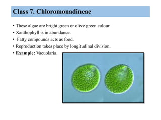 Algae Examples