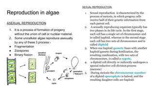 Algae | PPT