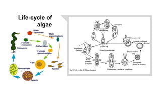 Algae | PPTX