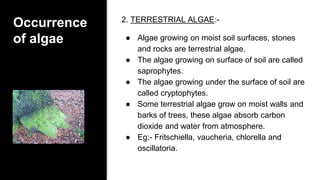 Algae | PPT