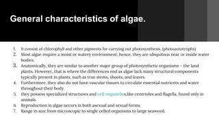 Algae | PPTX