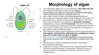 Algae | PPT