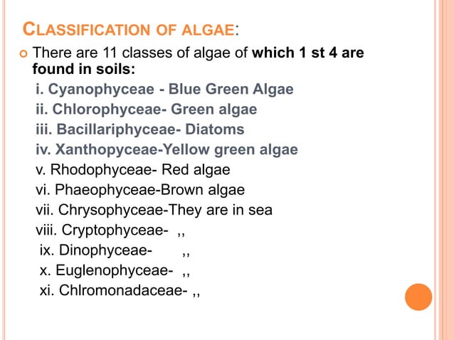 Algae | PPTX