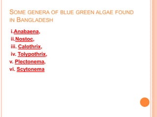 Algae | PPTX