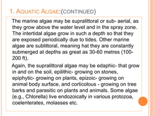 Algae | PPTX