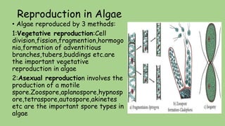 Algae | PPTX
