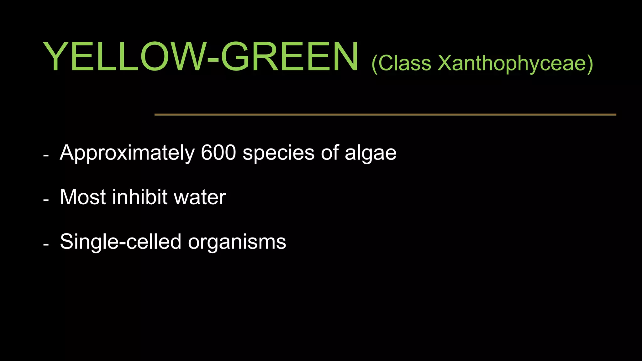 Algae Pptx