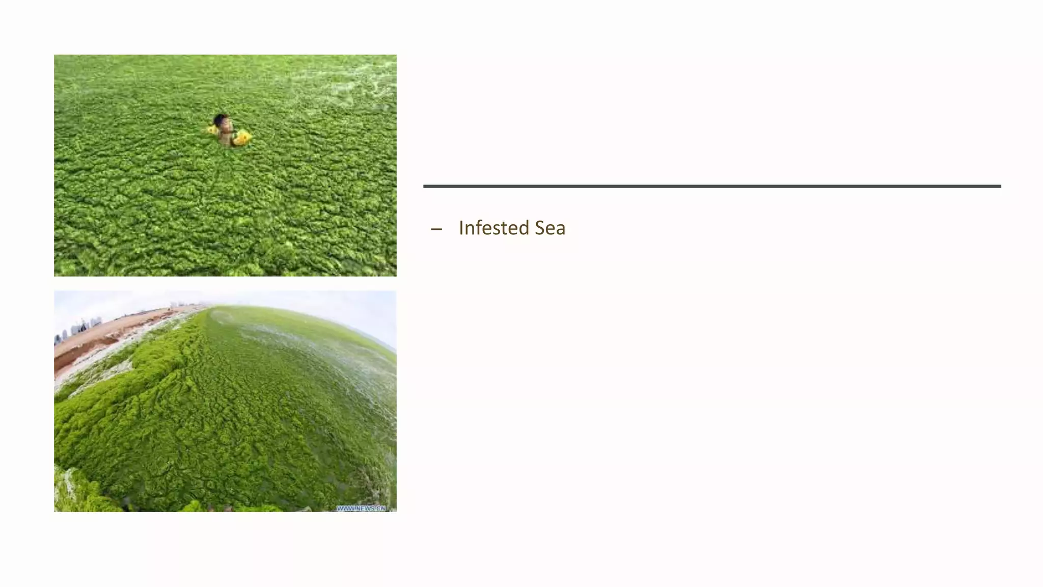 Algae Pptx