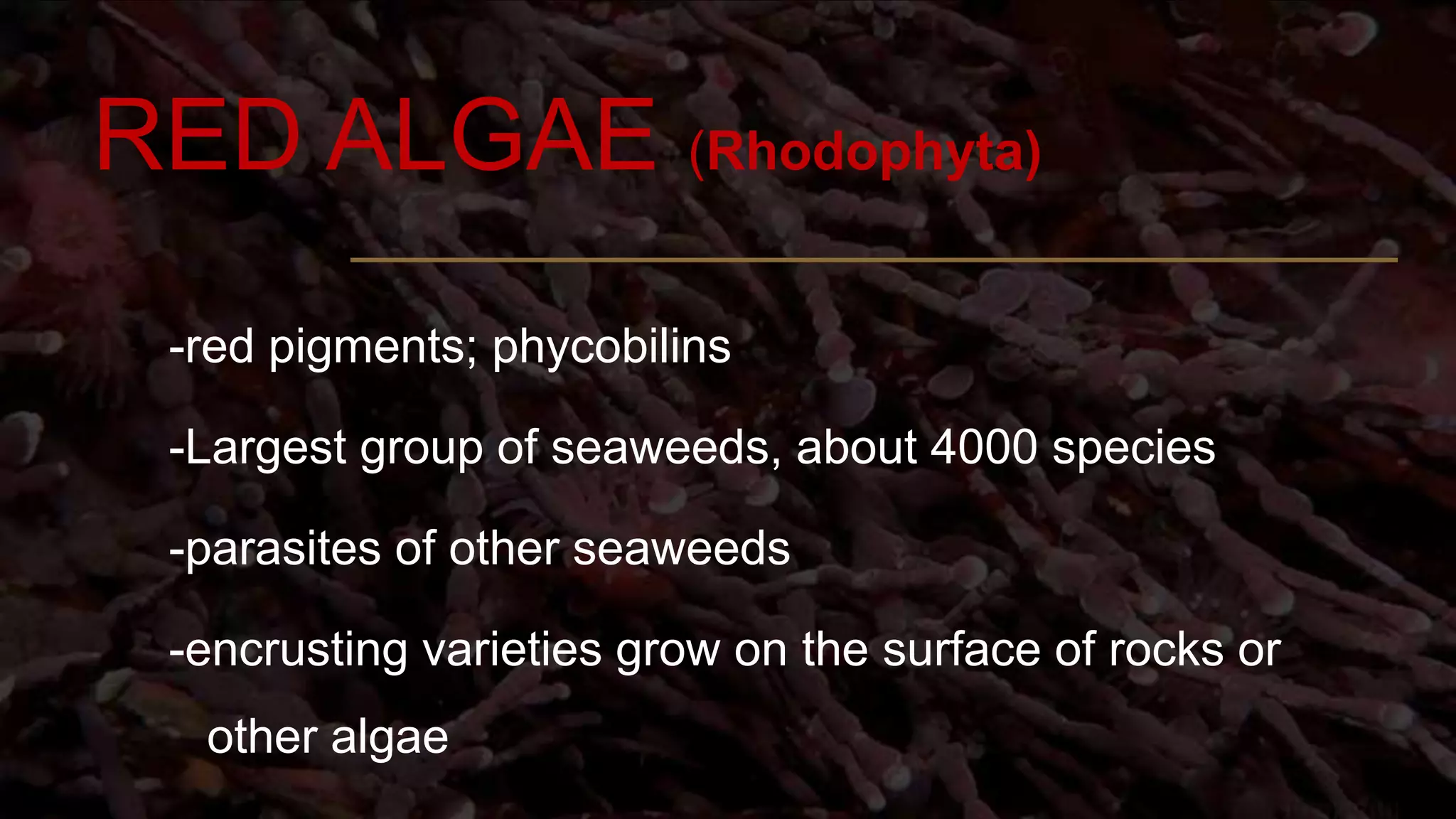 ALGAE.pptx