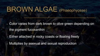 ALGAE.pptx