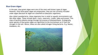 Algae.pptx