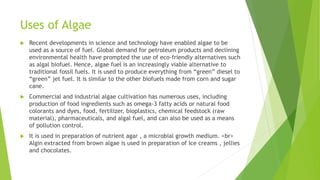 Algae.pptx