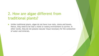 Algae.pptx