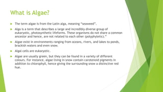 Algae.pptx