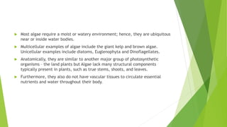 Algae.pptx