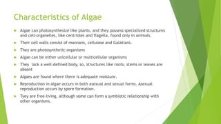 Algae.pptx