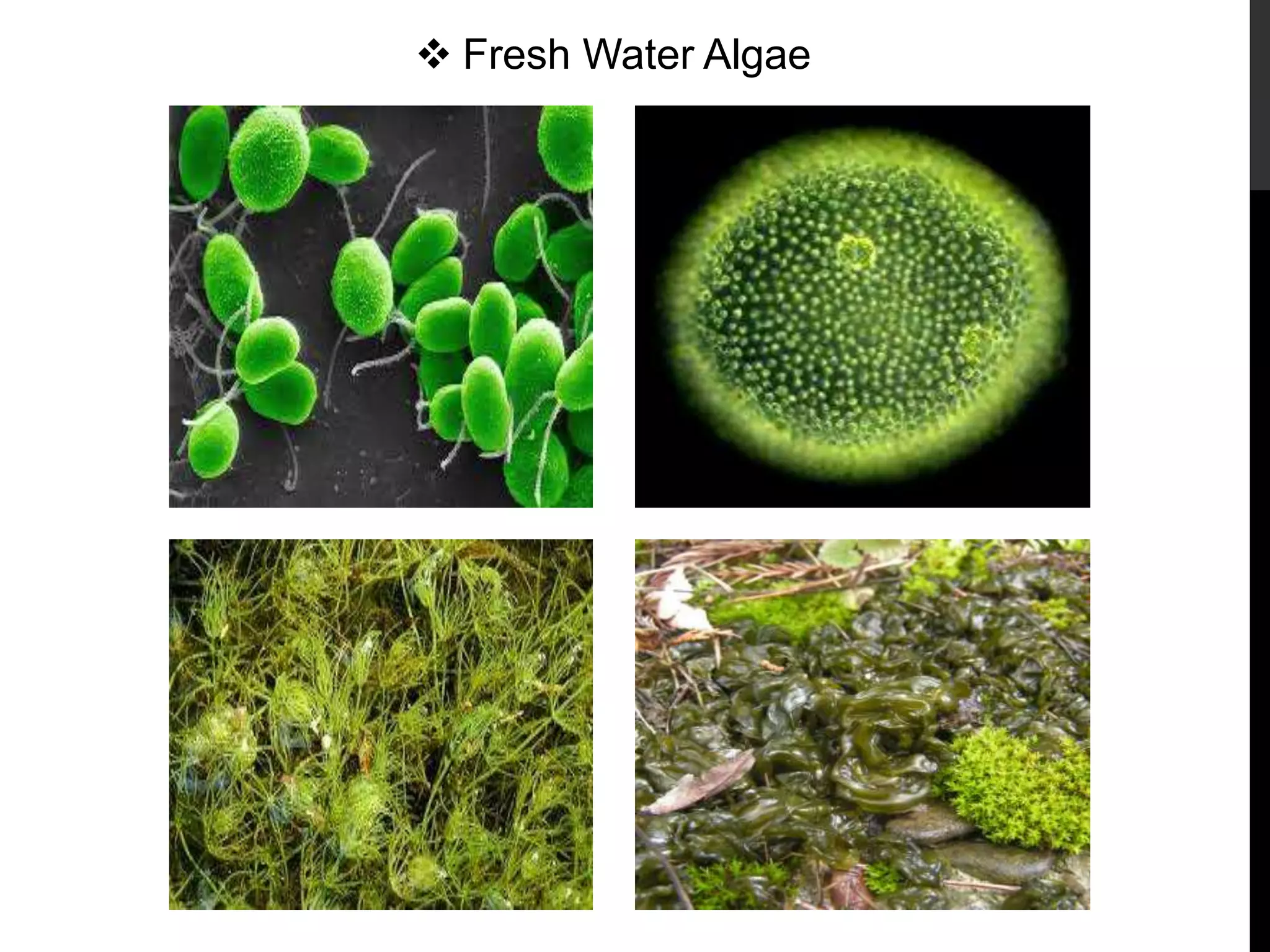 ALGAE.pptx
