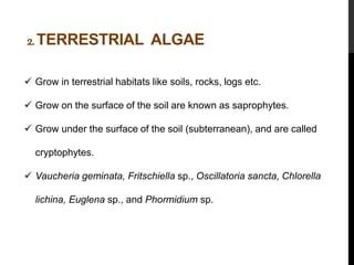 ALGAE.pptx