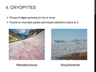 ALGAE.pptx
