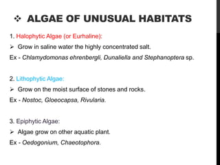 ALGAE.pptx