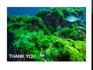 ALGAE.pptx