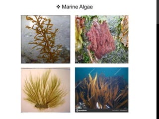 ALGAE.pptx