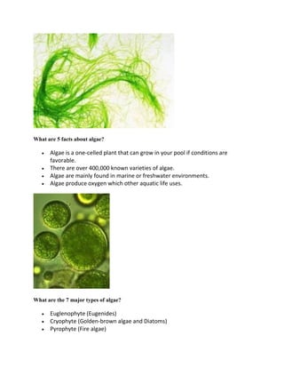 Algae.pdf