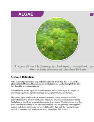 Algae.pdf
