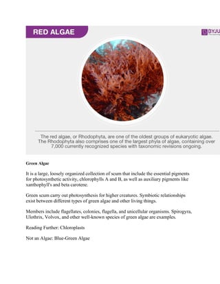 Algae.pdf
