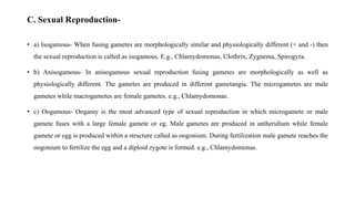 Algae.pptx