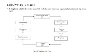 Algae.pptx