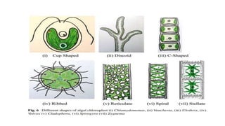 Algae.pptx