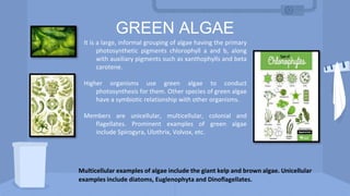 ALGAE.pptx