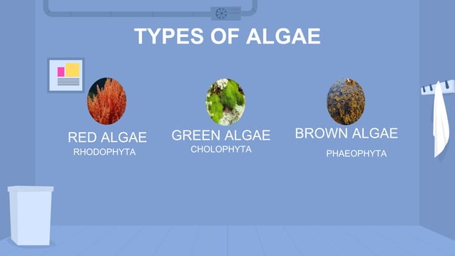 ALGAE.pptx