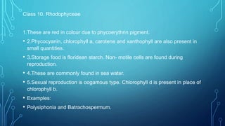 Algae Introduction , application and USES | PPTX