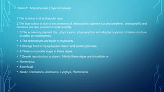 Algae Introduction , application and USES | PPTX