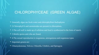 Algae Introduction , application and USES | PPTX