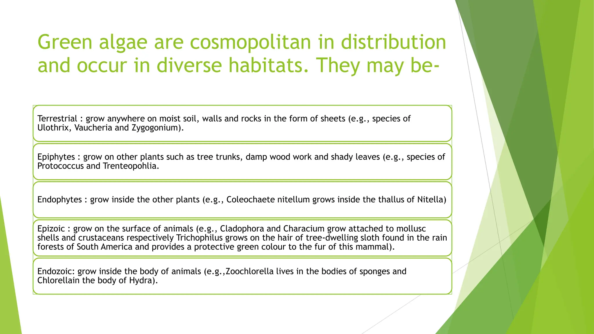 algae.ppt.pptx