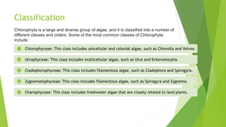 algae.ppt.pptx