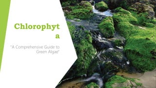 algae.ppt.pptx
