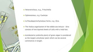 algae.ppt.pptx