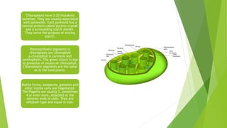 algae.ppt.pptx
