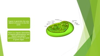 algae.ppt.pptx