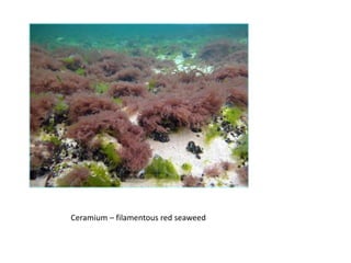 ALGAE.ppt